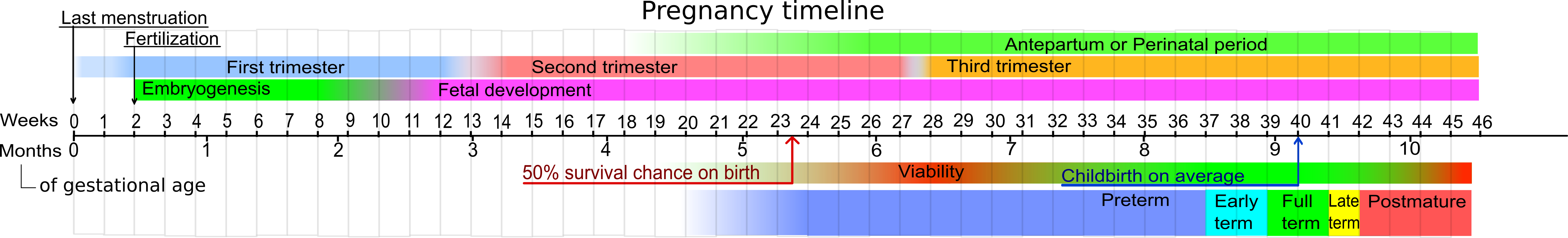 File:Pregnancy timeline.png - WikEM