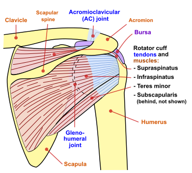 Inferior shoulder dislocation - WikEM