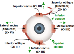 Visual field defects - WikEM