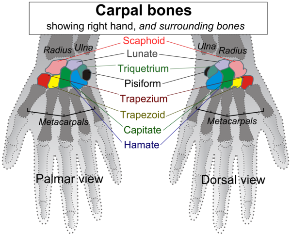 Carpal fractures - WikEM