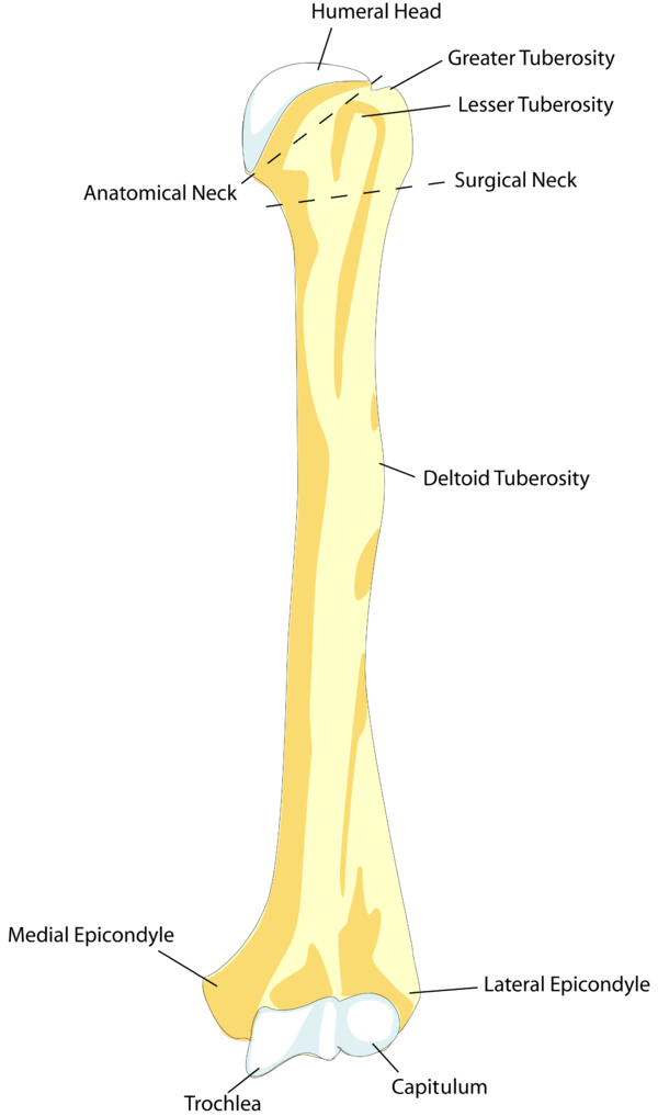 Humerus fracture - WikEM